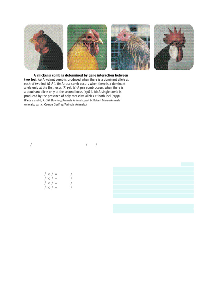 Gene Interaction And Epistasis Explained Pdf Dominance Genetics