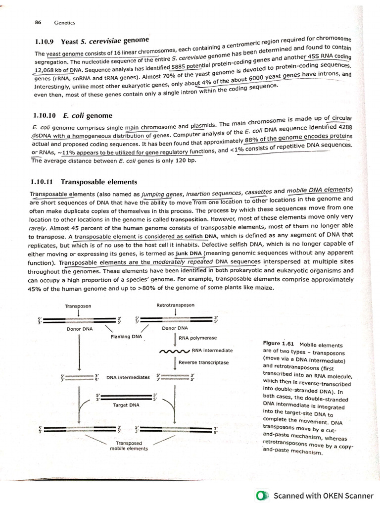 Transposable Elements | PDF