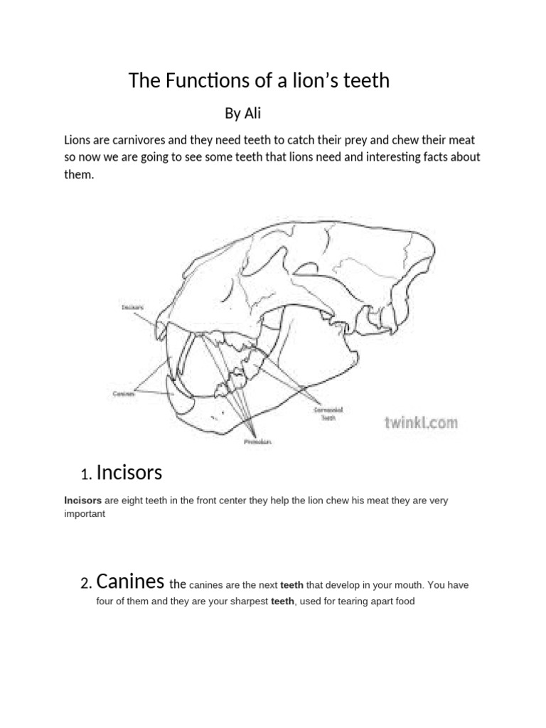 The Functions of a lion | PDF