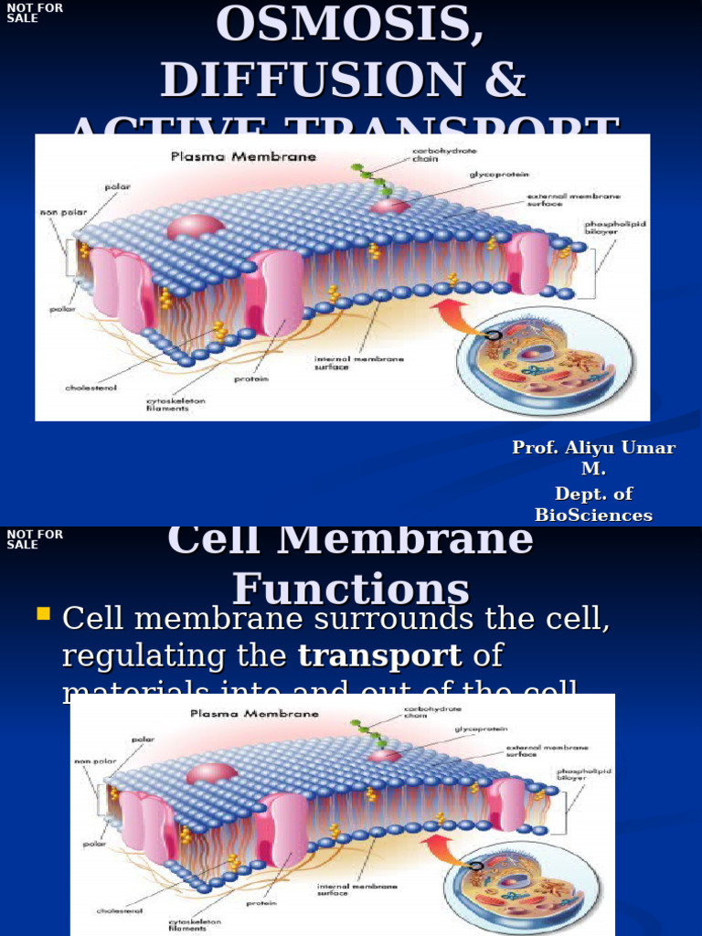 Cell Membrane Transport Mechanisms | PDF | Osmosis | Cell Membrane
