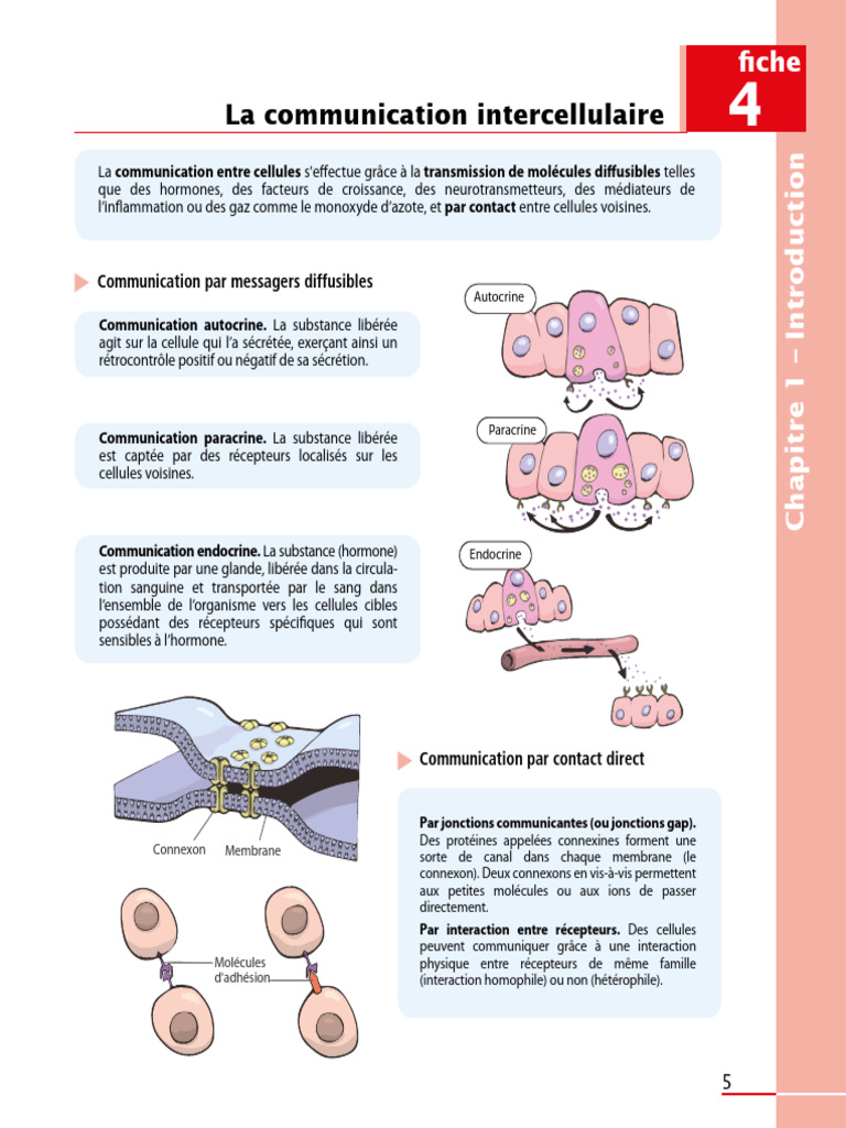 Communication intercellulaire expliquée | PDF | Signalisation ...