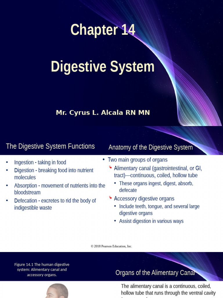 Chapter 14 Digestive System | PDF | Stomach | Digestion