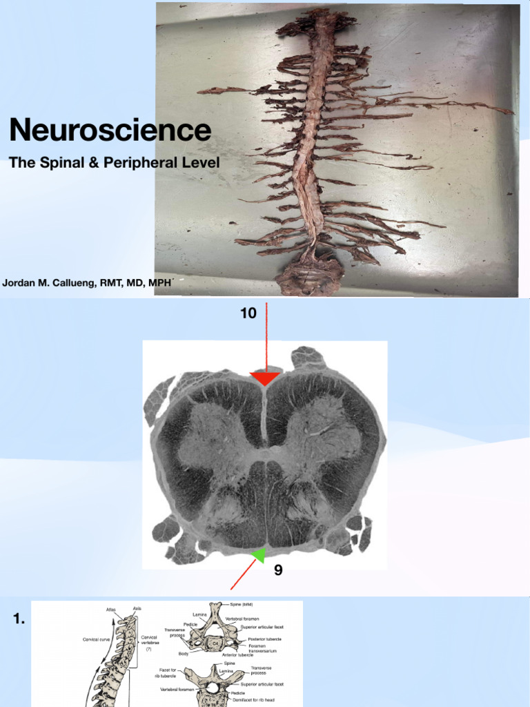 Neuroscience Spinal Peripheral Level | PDF | Spinal Cord | Vertebral Column