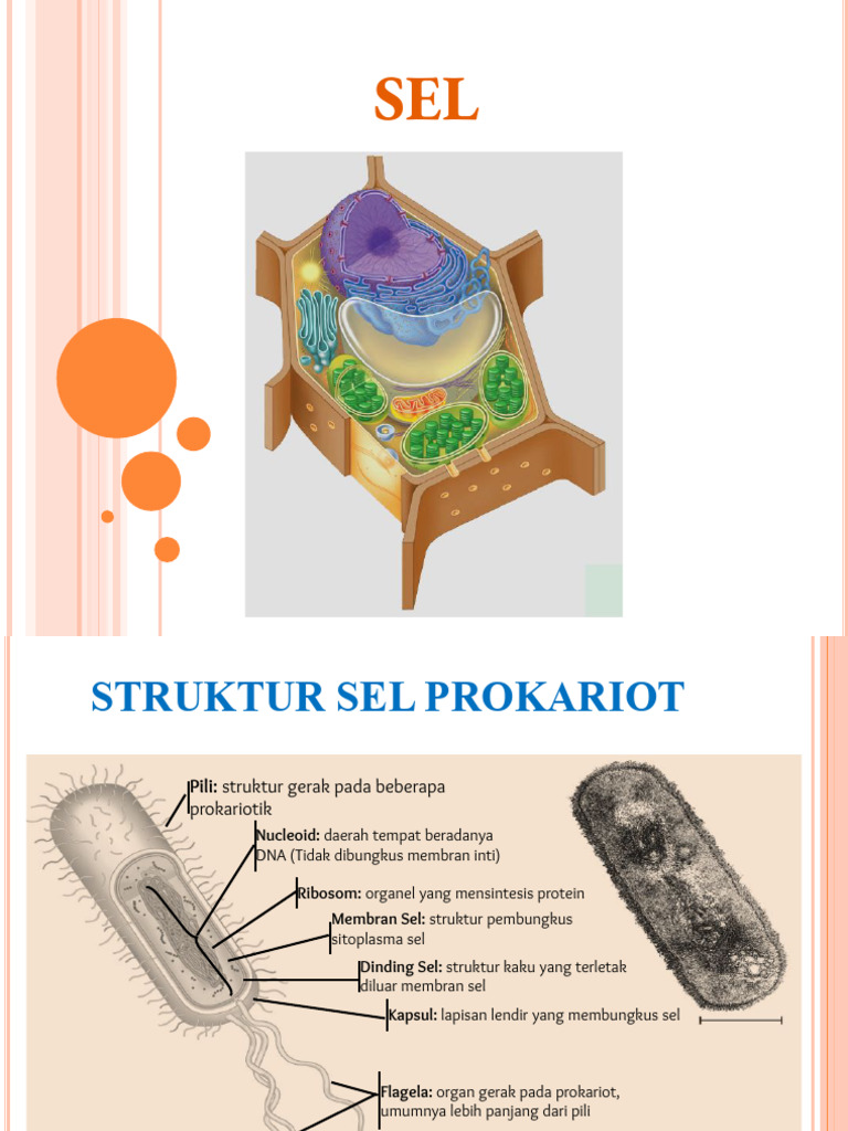 Struktur dan Perbedaan Sel Prokariot dan Eukariot | PDF
