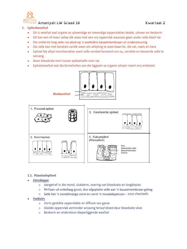 Graad 10 - LW - Voorbeeld-1 | PDF