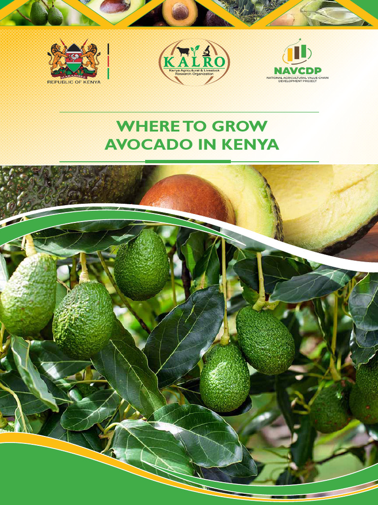 WHERE TO GROW AVOCADO | PDF | Avocado | Soil