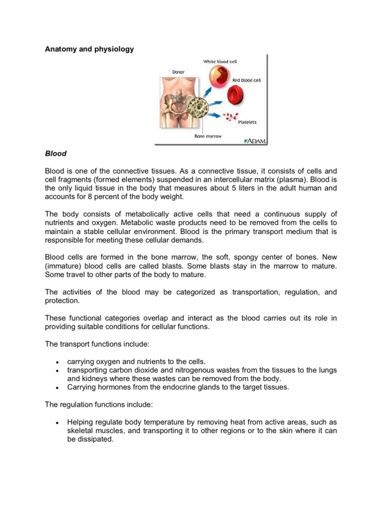 Anatomy and Physiology Case Study 2b | PDF | Granulocyte | Human Body