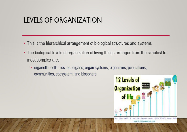 Hierarchical Levels of Biological Organization | PDF