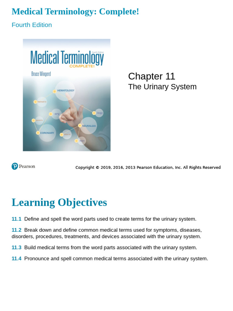 Chapter 11 PowerPoints | PDF | Urinary System | Kidney
