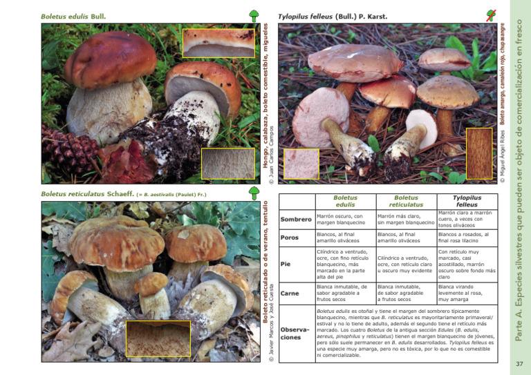 A Boletus Edulis y Boletus Reticulatus | PDF | Hongo | Tipos de hongos