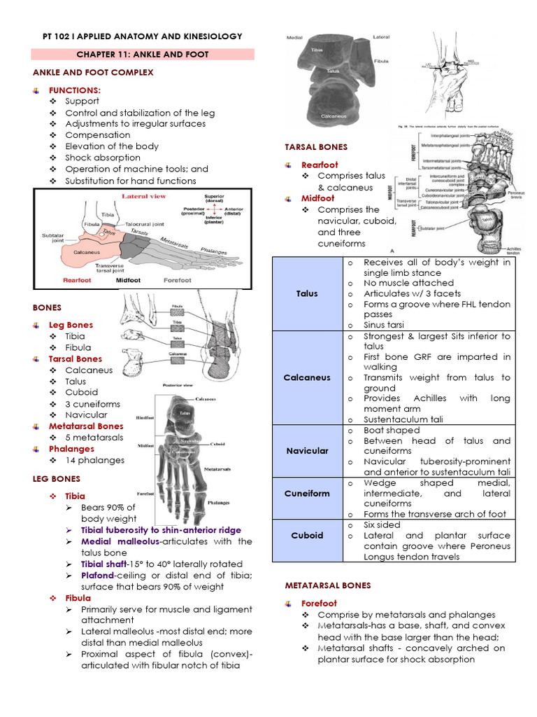 PT 102 Chapter 11 Lecture | PDF | Foot | Ankle