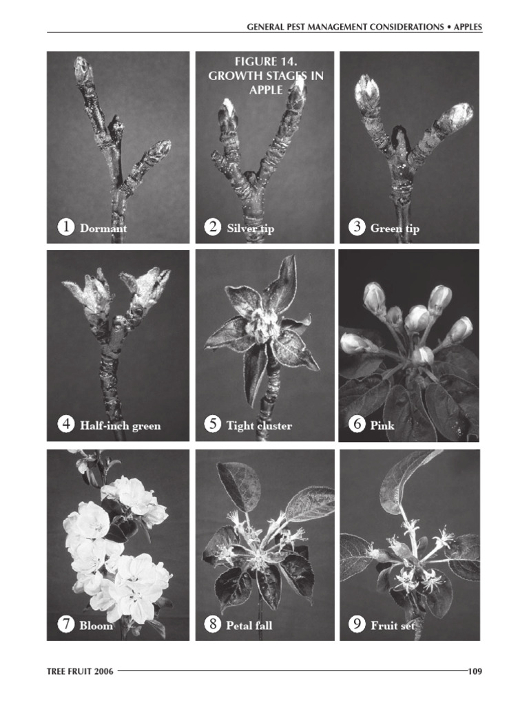 APPLES | PDF | Apple