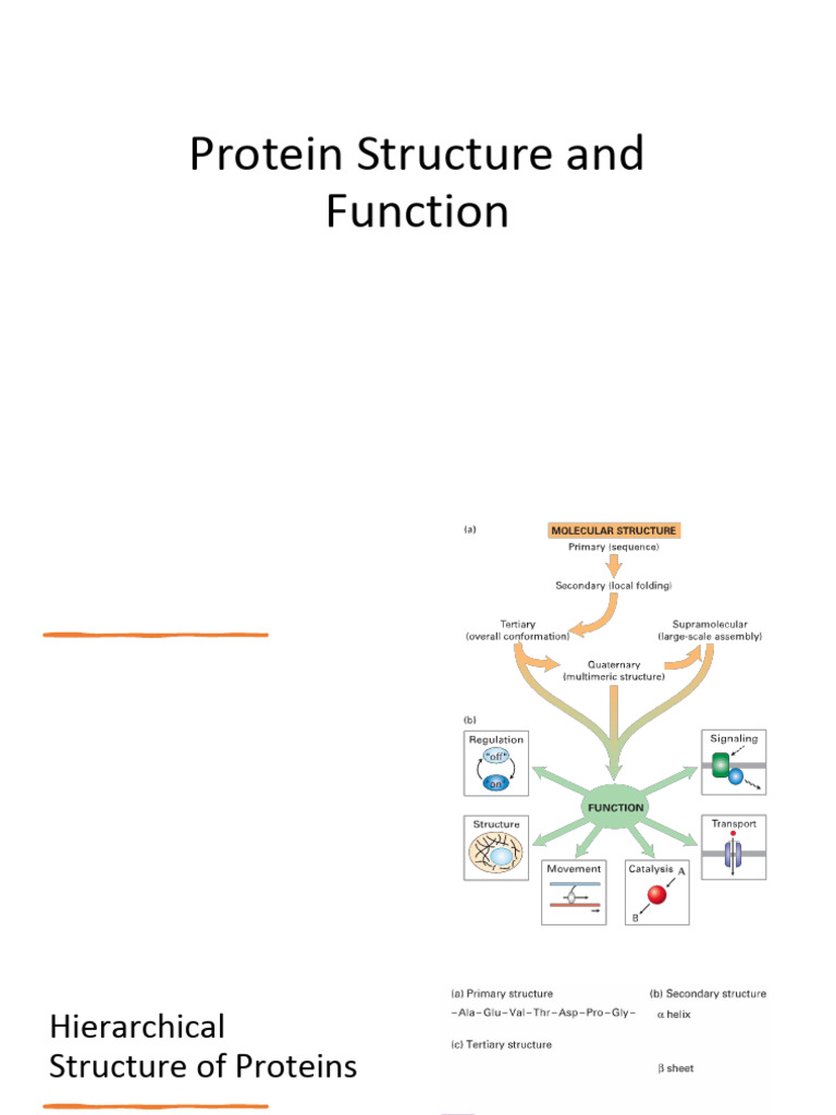 Protein Structure And Function Pdf