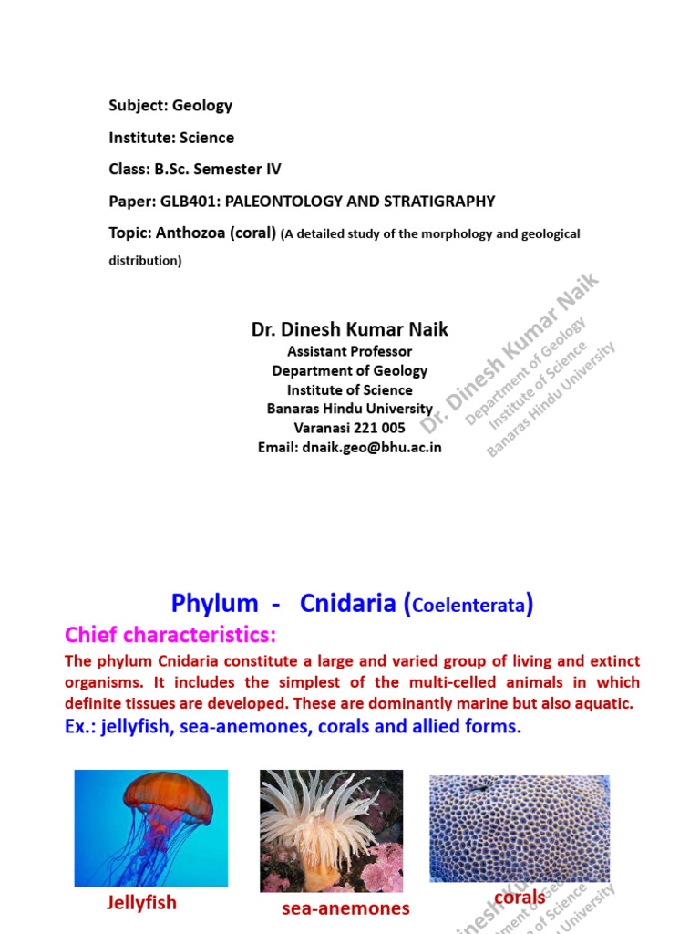 Anthozoa: Coral Morphology & Distribution | PDF | Coral