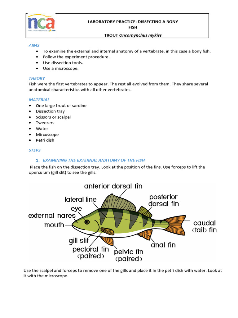 Dissecting a Bony Fish: Trout Anatomy Guide | PDF