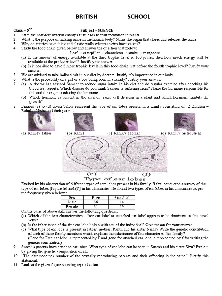 Family Ear Lobe Inheritance Study | PDF | Reproduction | Genetics