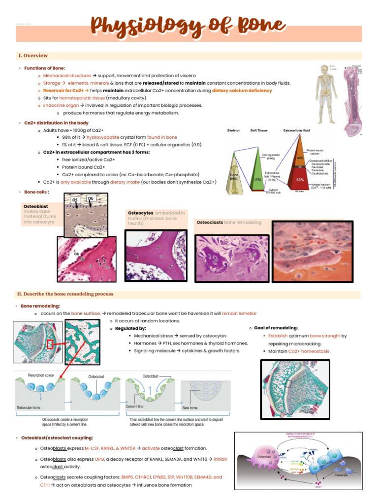 Physiology of bone | PDF | Bone | Calcium In Biology