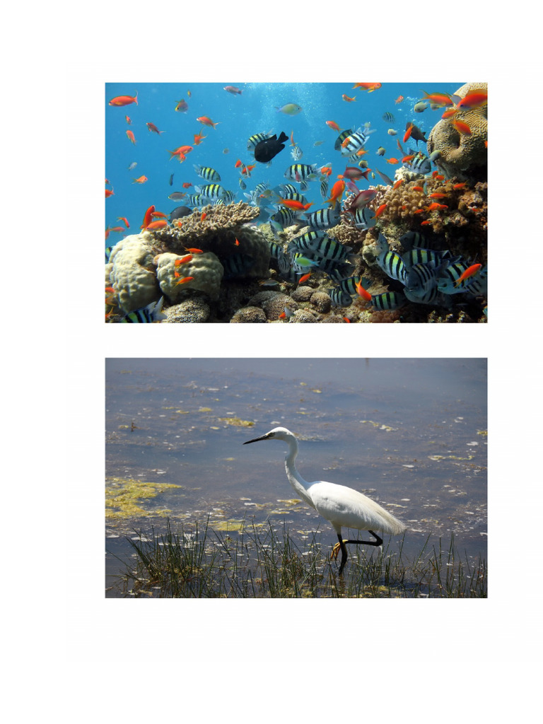 IMS Multigrade Demo | PDF