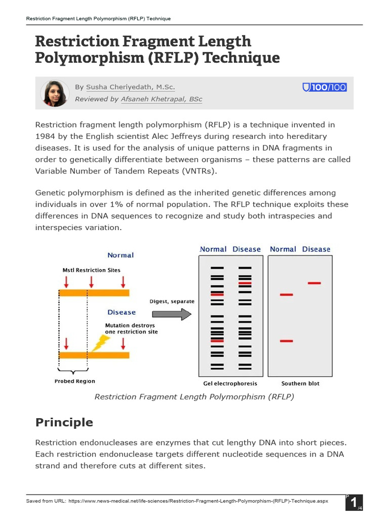 Restriction Fragment Length Polymorphism (RFLP) Technique | PDF | Gel Electrophoresis ...