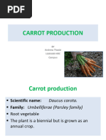 Carrots | PDF | Carrot | Agriculture