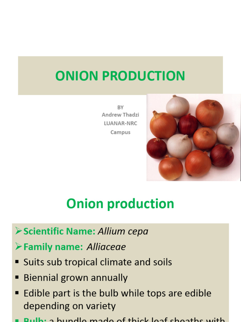 Onion_production | PDF | Onion | Botany