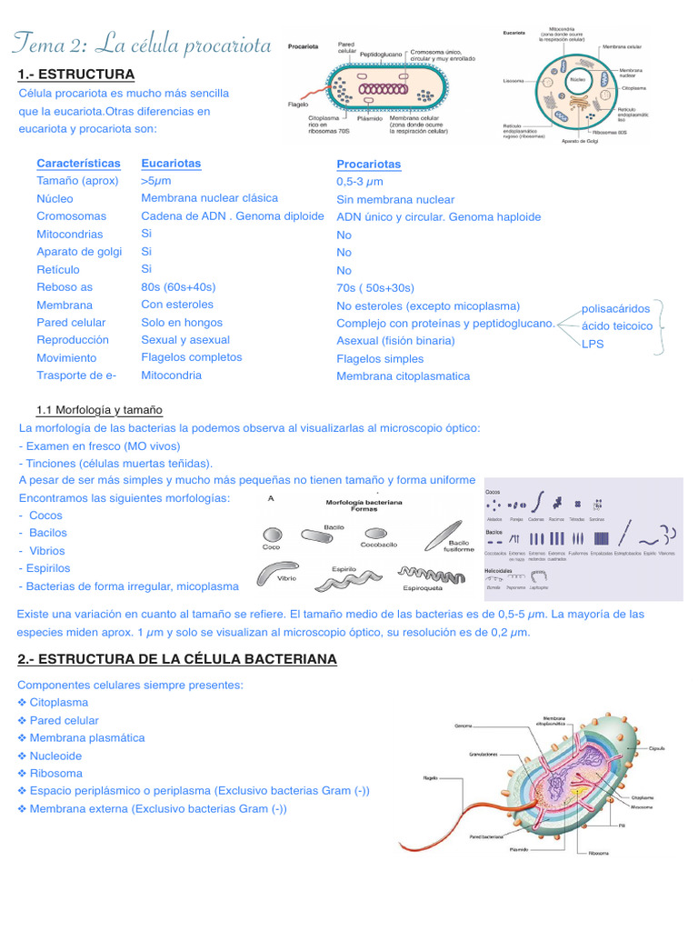 Microbiología t3 parte 1 | PDF | Las bacterias | Membrana celular