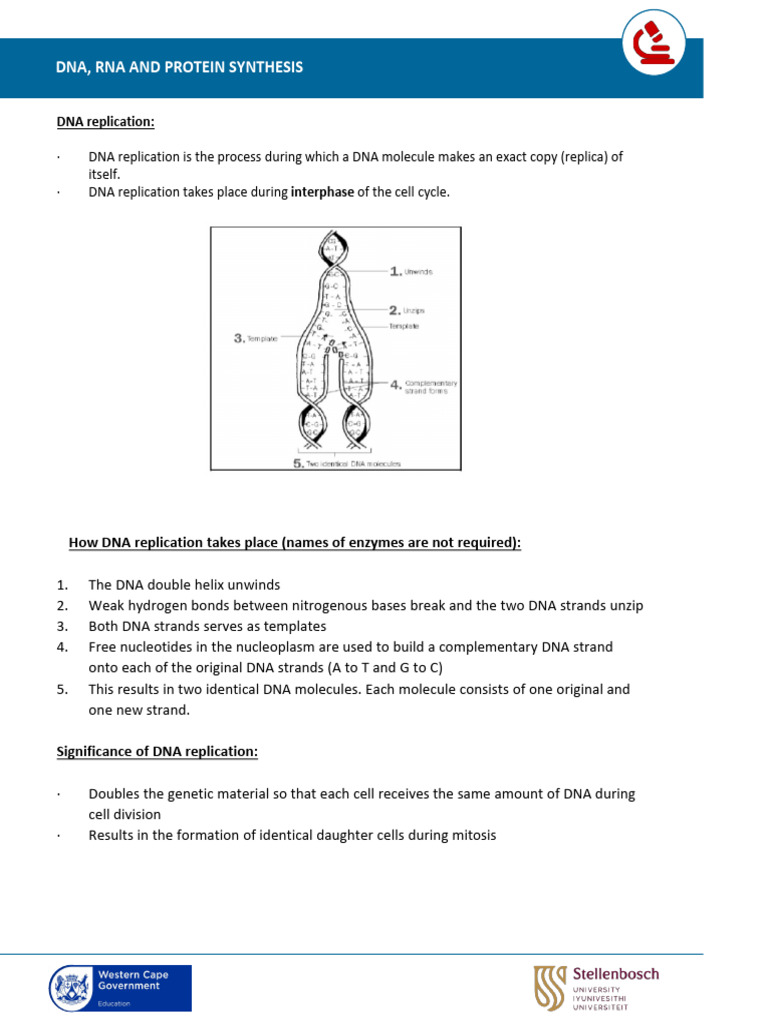 DNA Replication | PDF