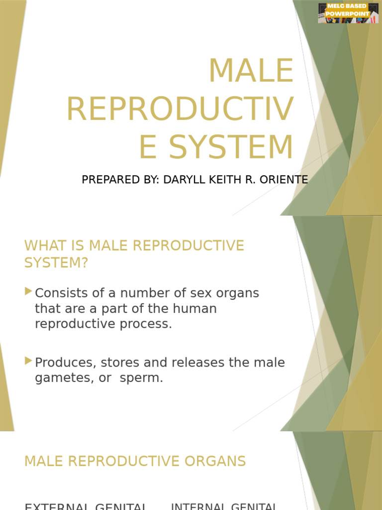 Male Reproductive System Guide | PDF | Testicle | Prostate