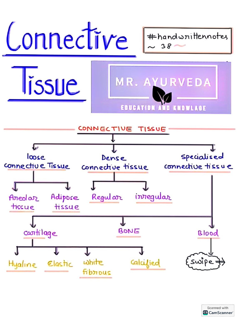 Connective Tissues Histo | PDF