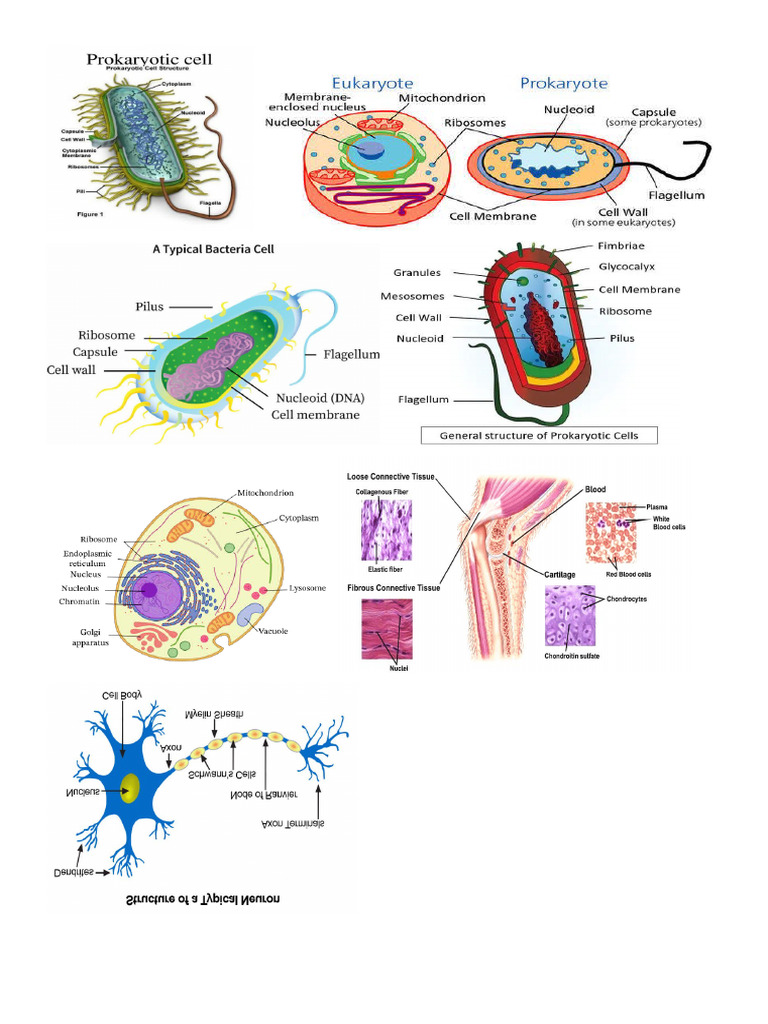To Print Genbio Notes | PDF