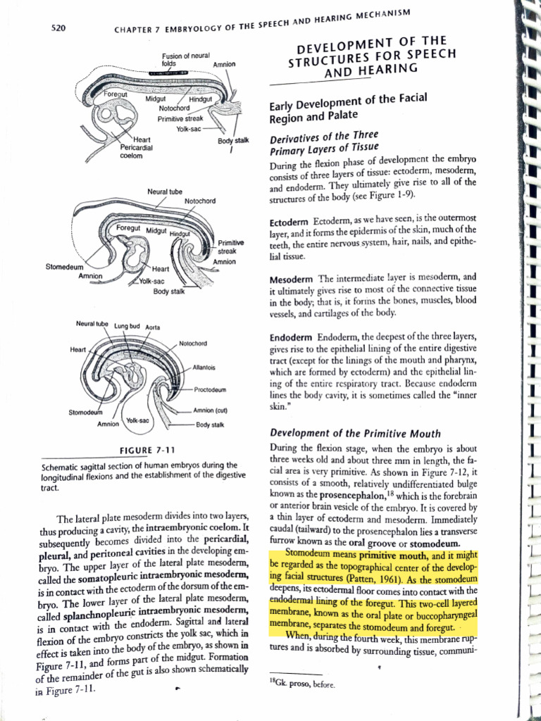 Development of Face, Palate, Tongue and Teeth | PDF | Human Nose ...