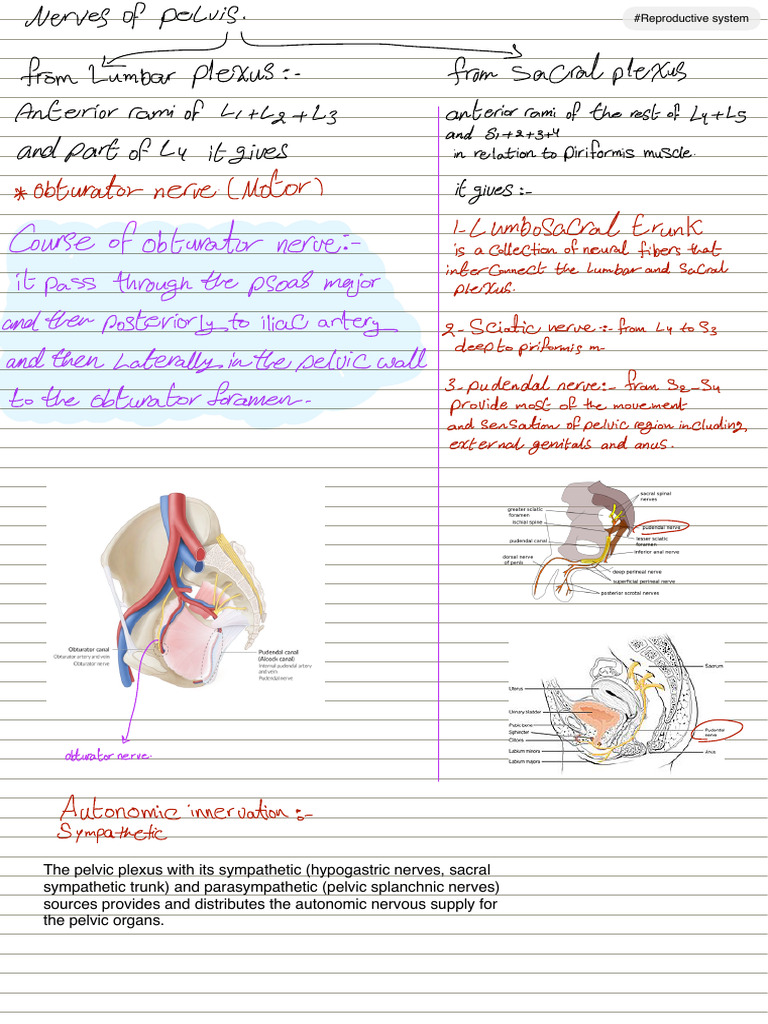 Autonomic Nervous Supply of Pelvic Organs | PDF