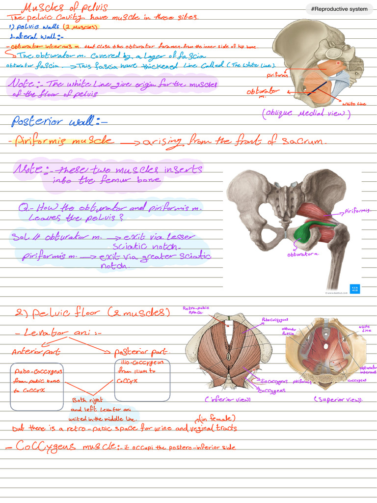 Pelvic Muscle Anatomy Overview | PDF