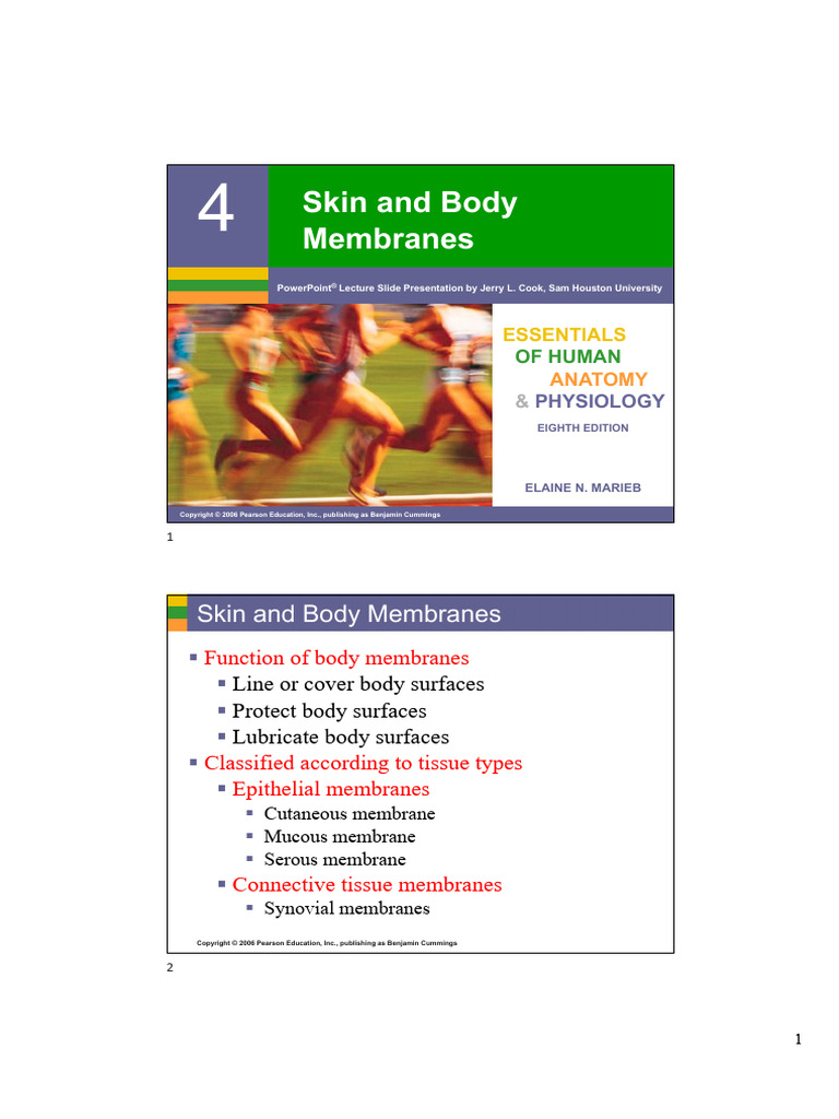 Bio 210_Chapter 5 | PDF | Skin | Epidermis