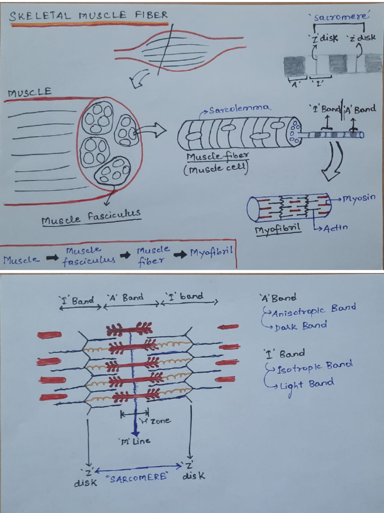 Skeletal Muscle (Sarcomere, Actin, Myosin) - Nerve Muscle Physio | PDF