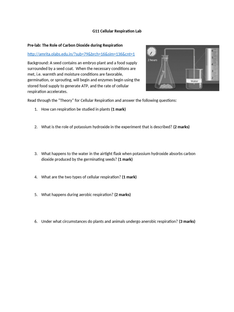 Grade 11 SLA (3) | PDF | Cellular Respiration | Biology
