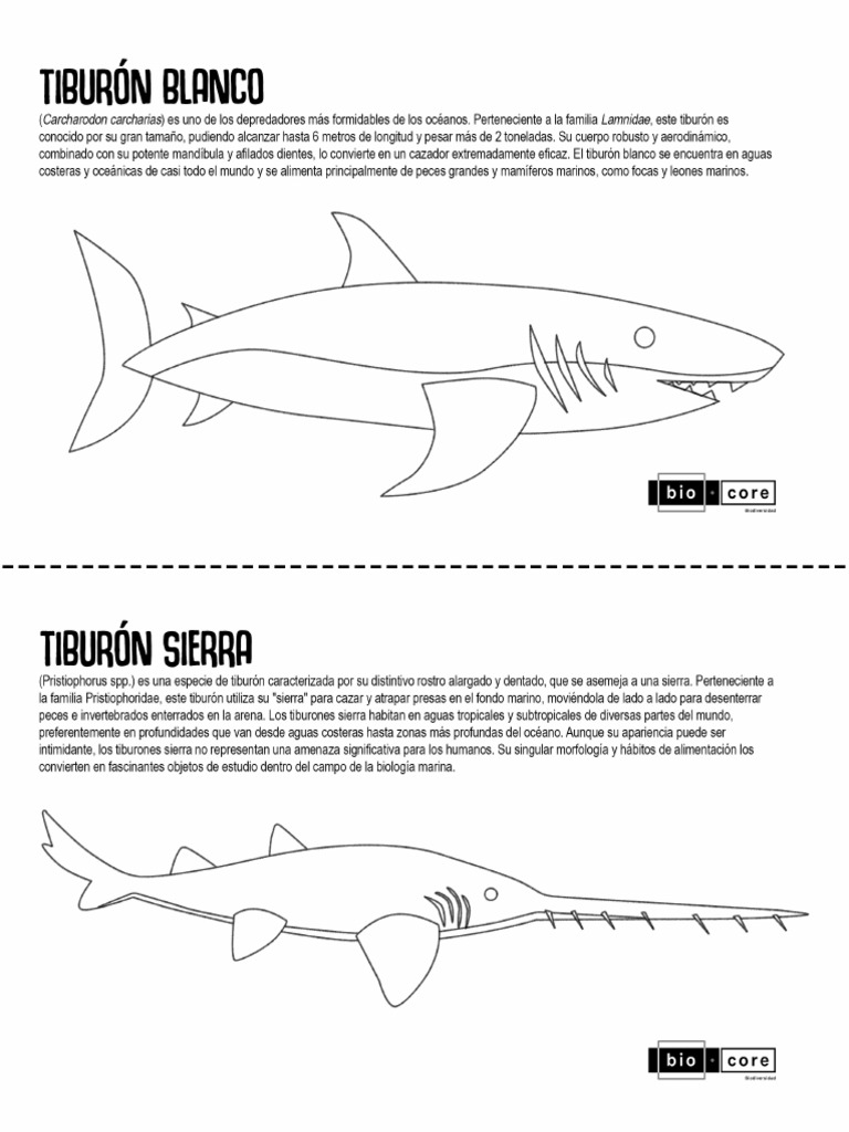 Plantilla-Tiburones-05 niños | PDF