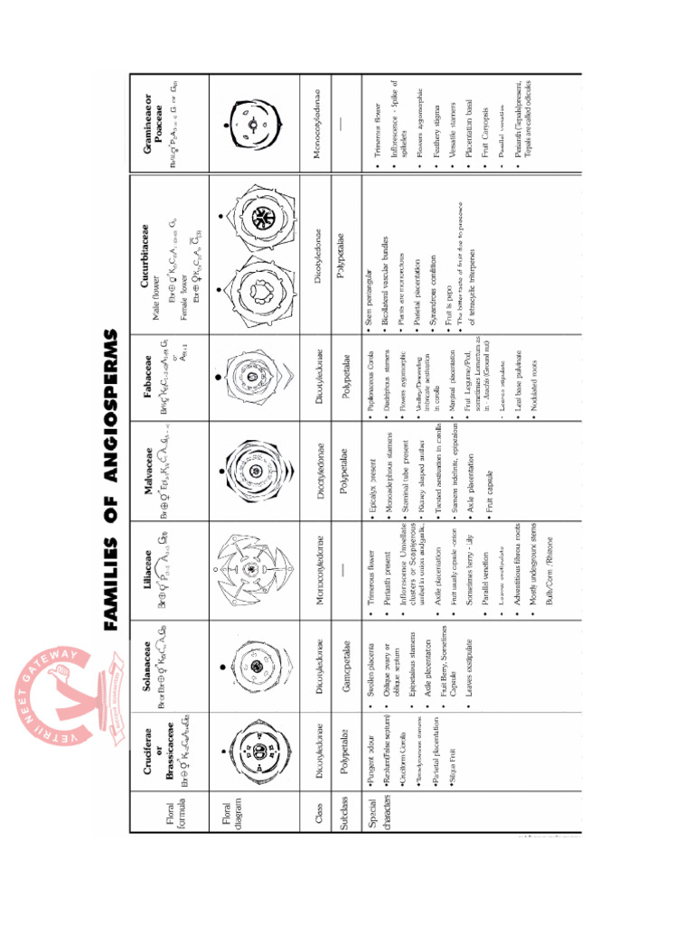 Morphology of Flowering Plants (Families of Angiosperms) | PDF