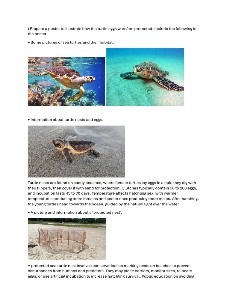 Prepare A Poster To Illustrate How The Turtle Eggs Were | PDF
