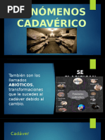 Posiciones Cadavericas | PDF | Términos anatómicos de ubicación
