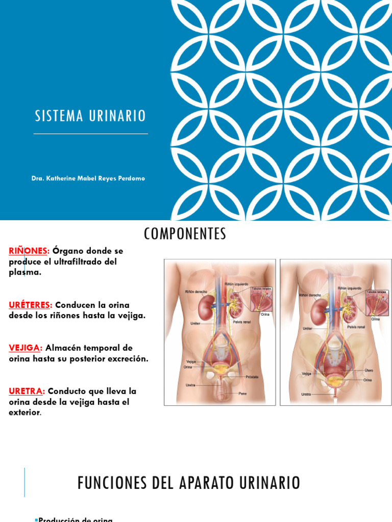 Urinario Histologia | PDF | Riñón | Sistema urinario
