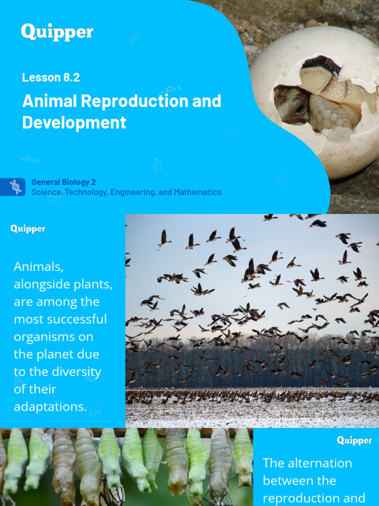 Lesson 2 Animal Reproduction & Development | PDF | Fertilisation | Embryo