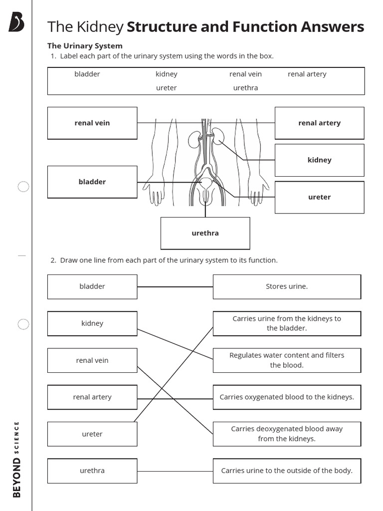 Edexcel Kidney Structure and Function Worksheet LA - Answers | PDF ...