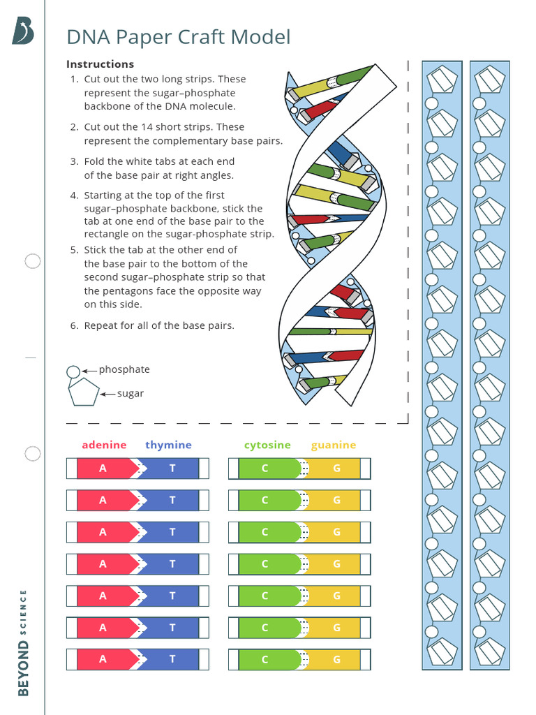 DNA Paper Craft Model | PDF
