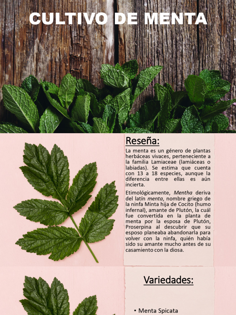 Guía Completa sobre el Cultivo de Menta | PDF | Mentha