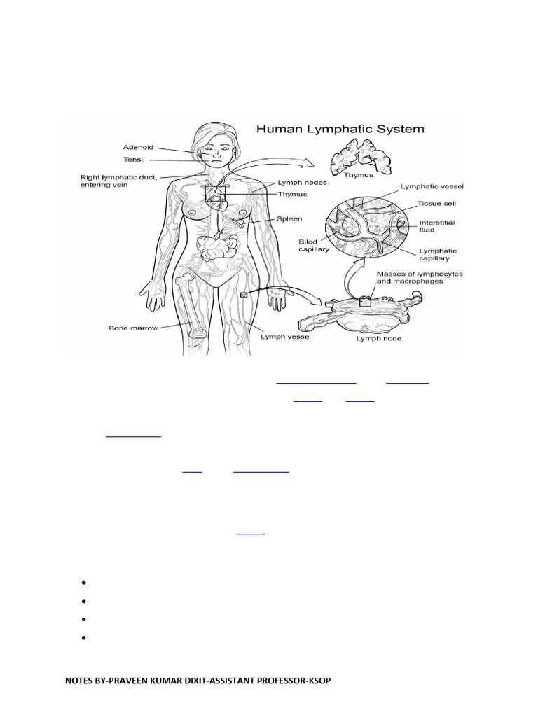 UNIT 3 NOTES Lymphatic System | PDF | Lymphatic System | Lymph Node