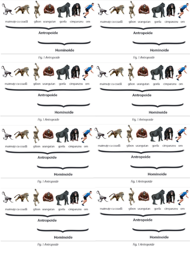 Evolutia Omului-Imagini Lectie | PDF
