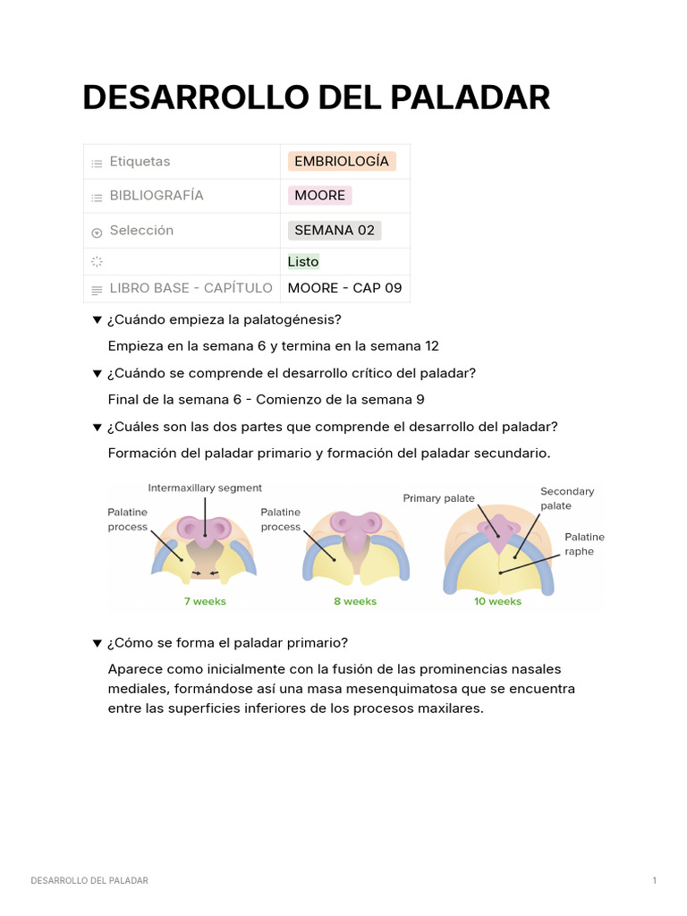 Desarrollo Del Paladar | PDF
