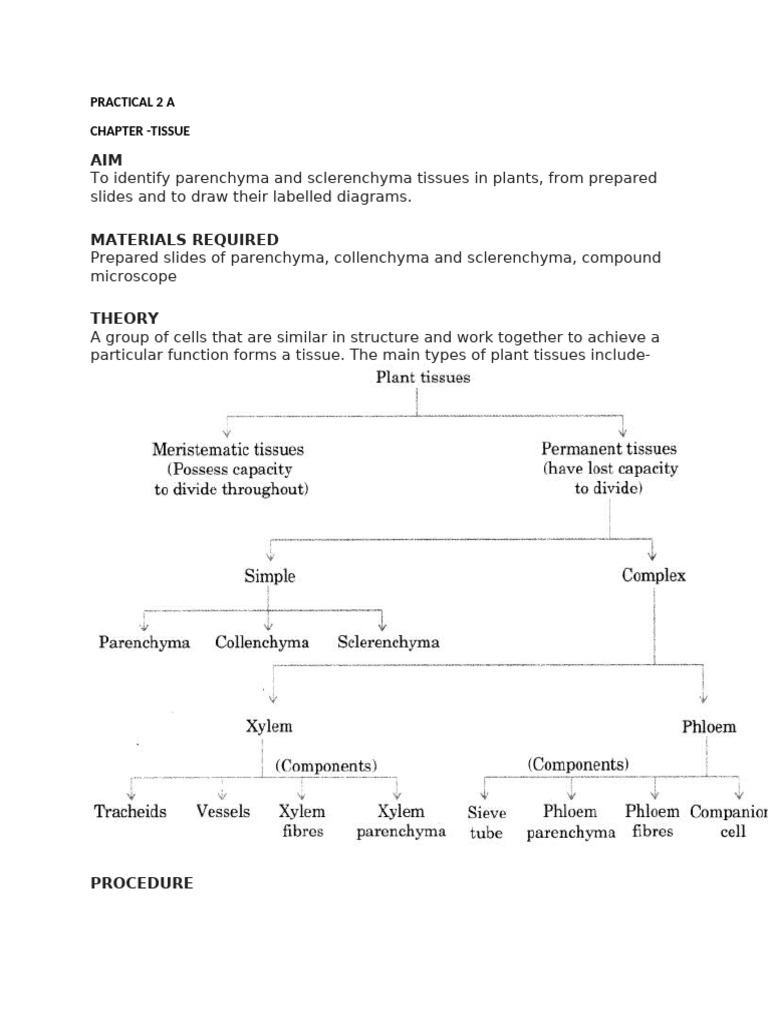Biology Practical 2a and B Class 9 | PDF | Tissue (Biology) | Axon