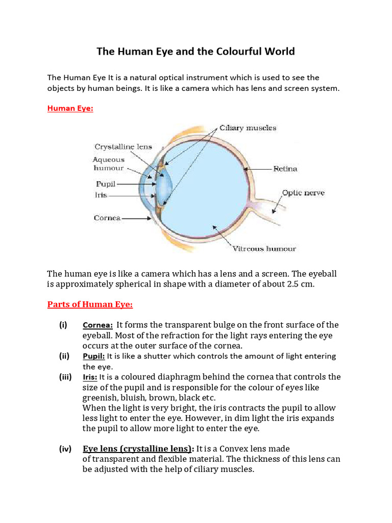Understanding the Human Eye and Vision | PDF | Eye | Rainbow